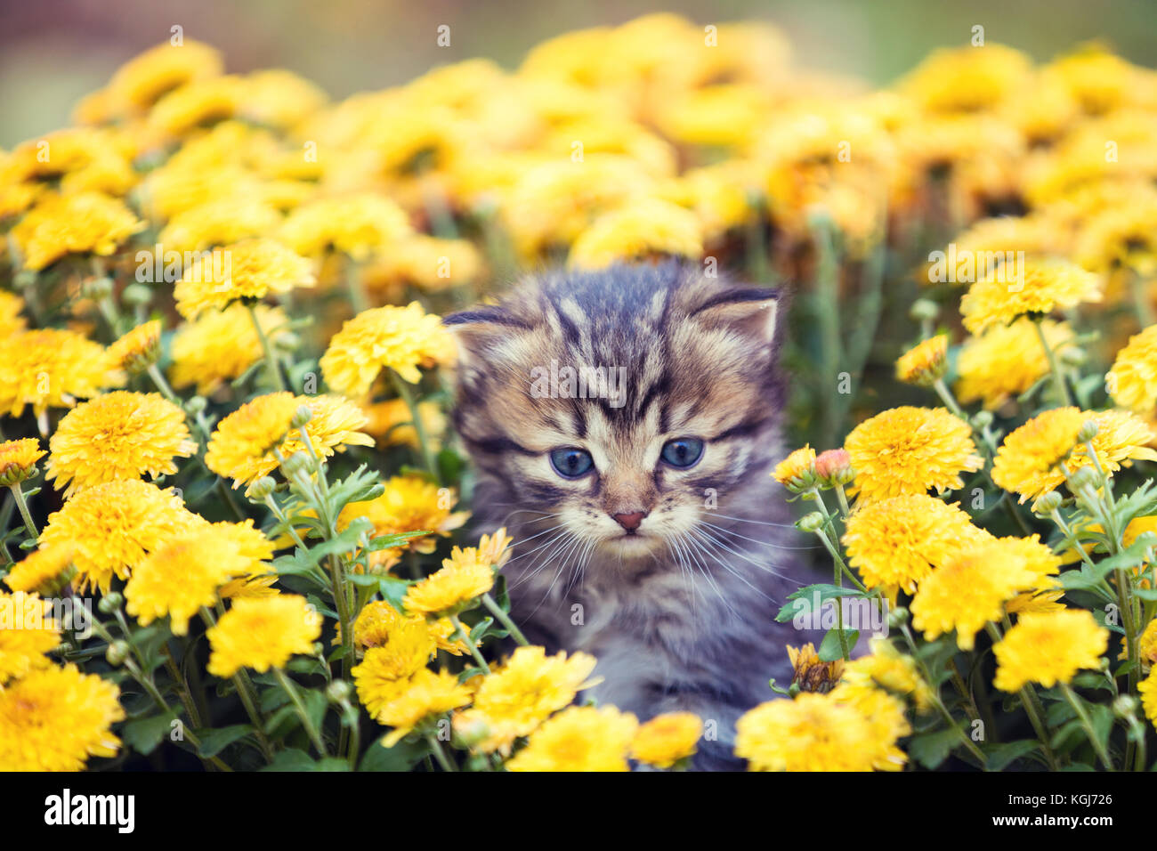 Cute tiny kitten sits hi-res stock photography and images - Alamy