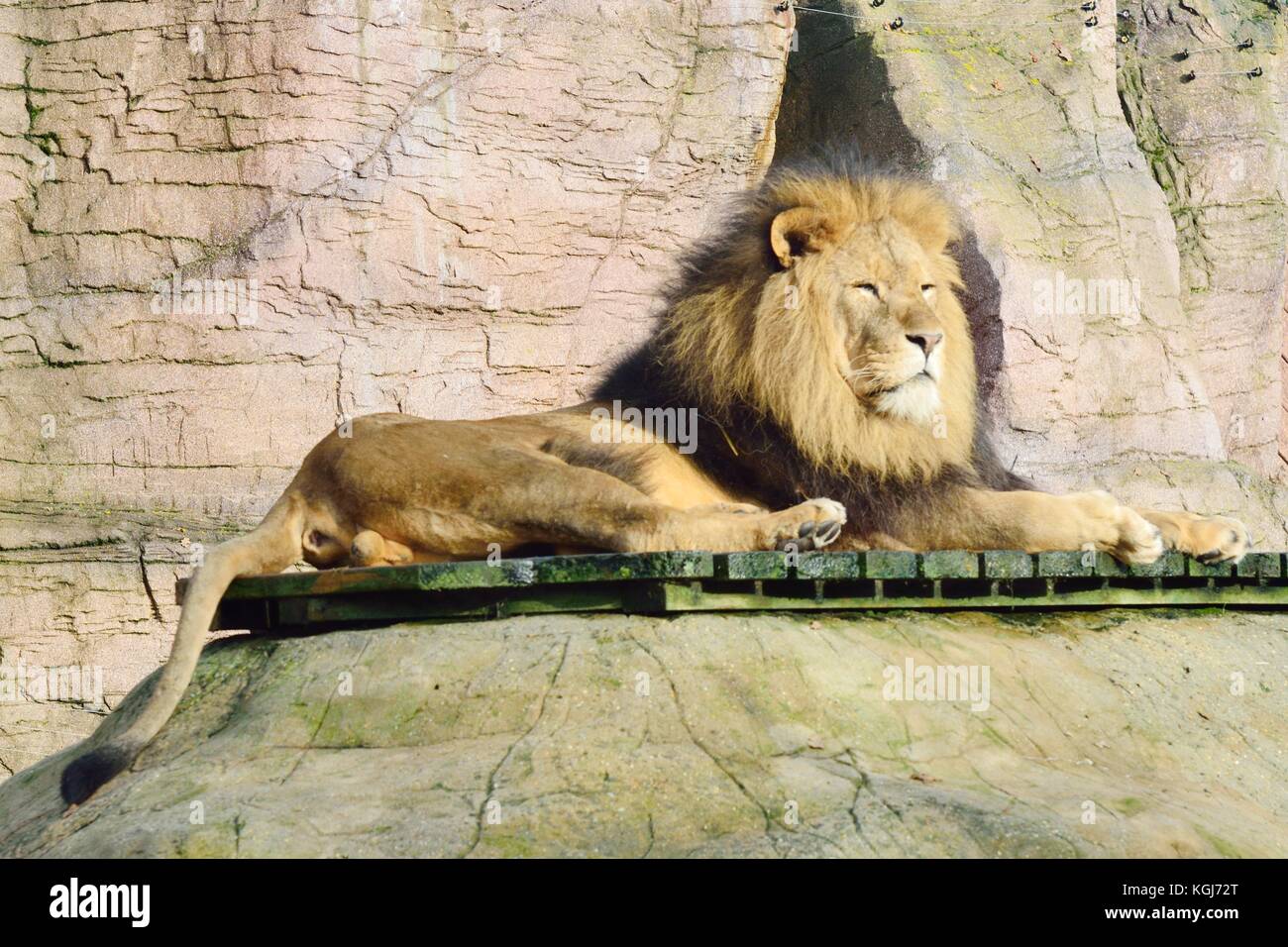 Male lion lying down Stock Photo - Alamy