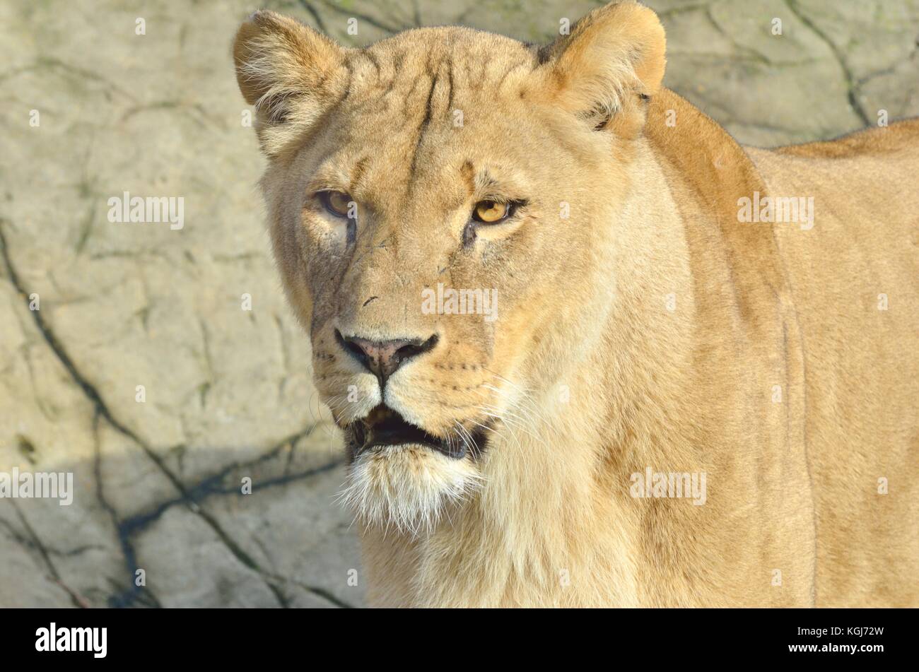 Lioness head hi-res stock photography and images - Alamy