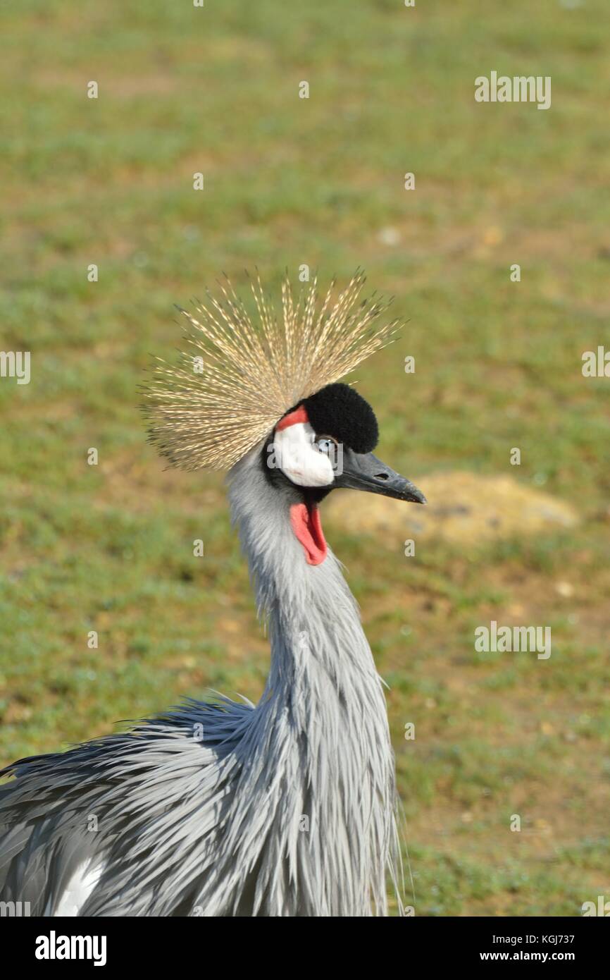 Grey crane head Stock Photo - Alamy