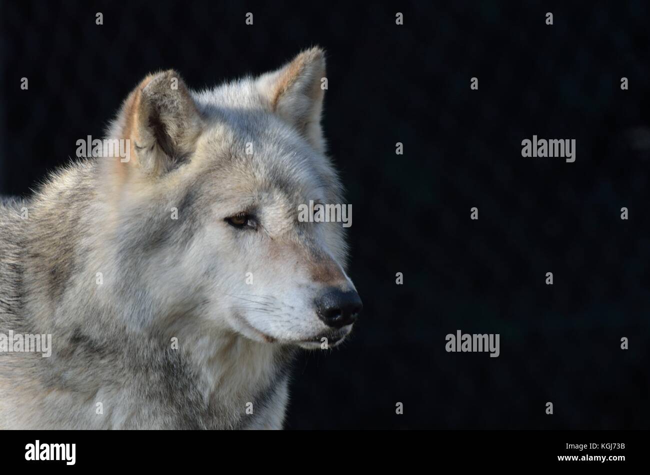 Grey timber wolf Stock Photo - Alamy