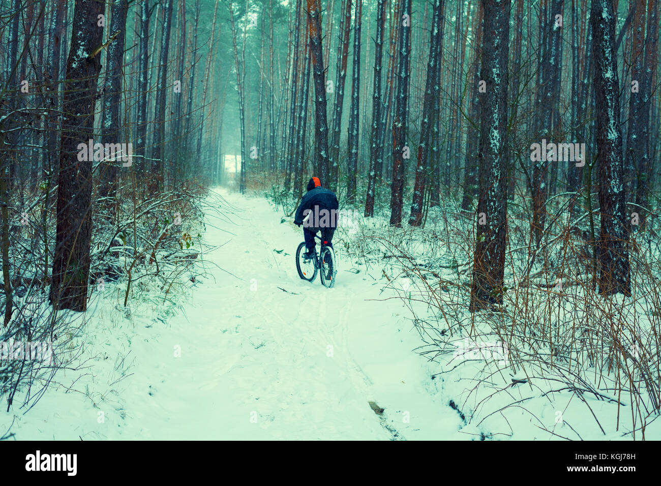 Man ride bicycle in snowy winter in the forest Stock Photo - Alamy