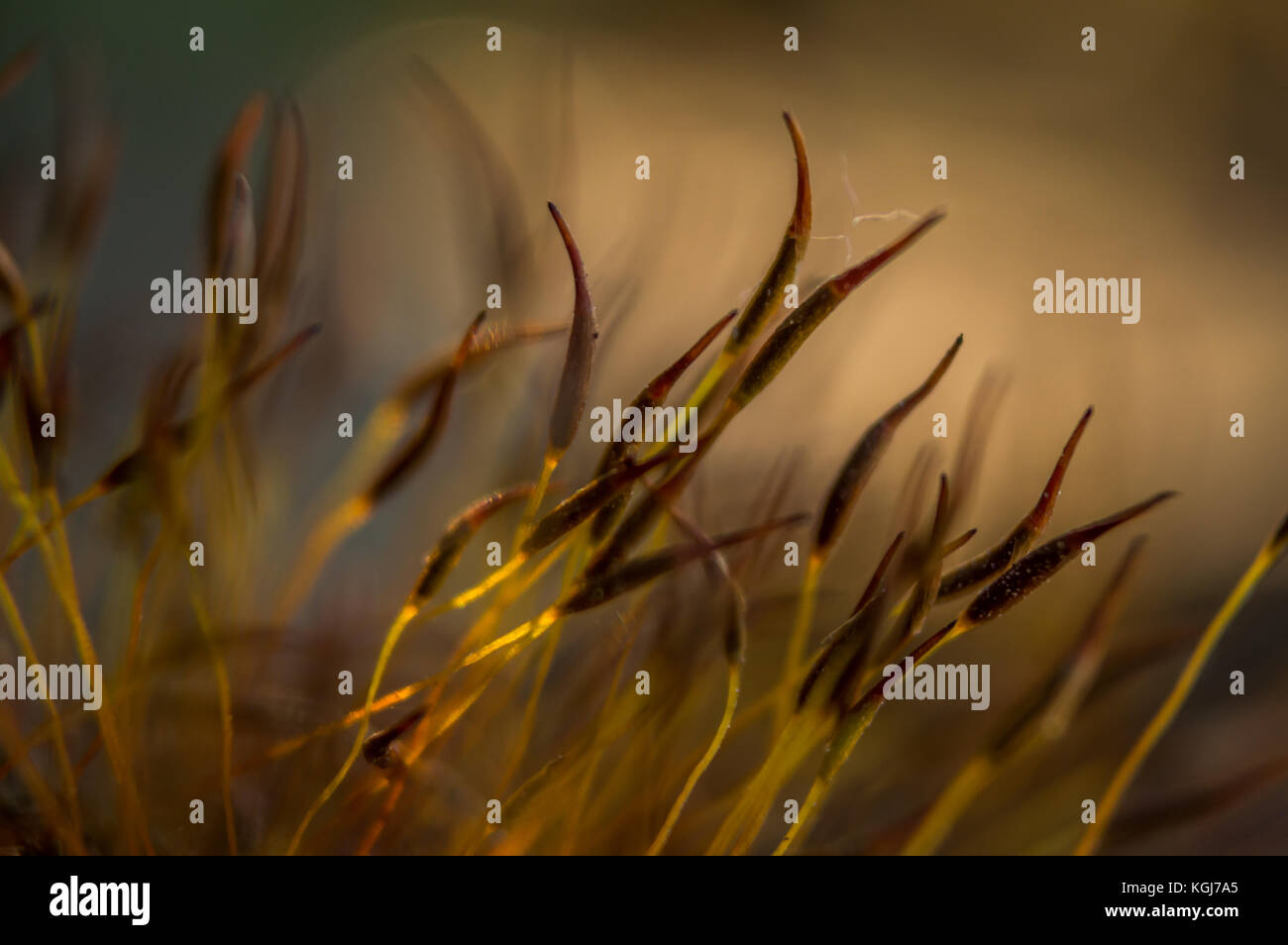 Moss blowing hi-res stock photography and images - Alamy