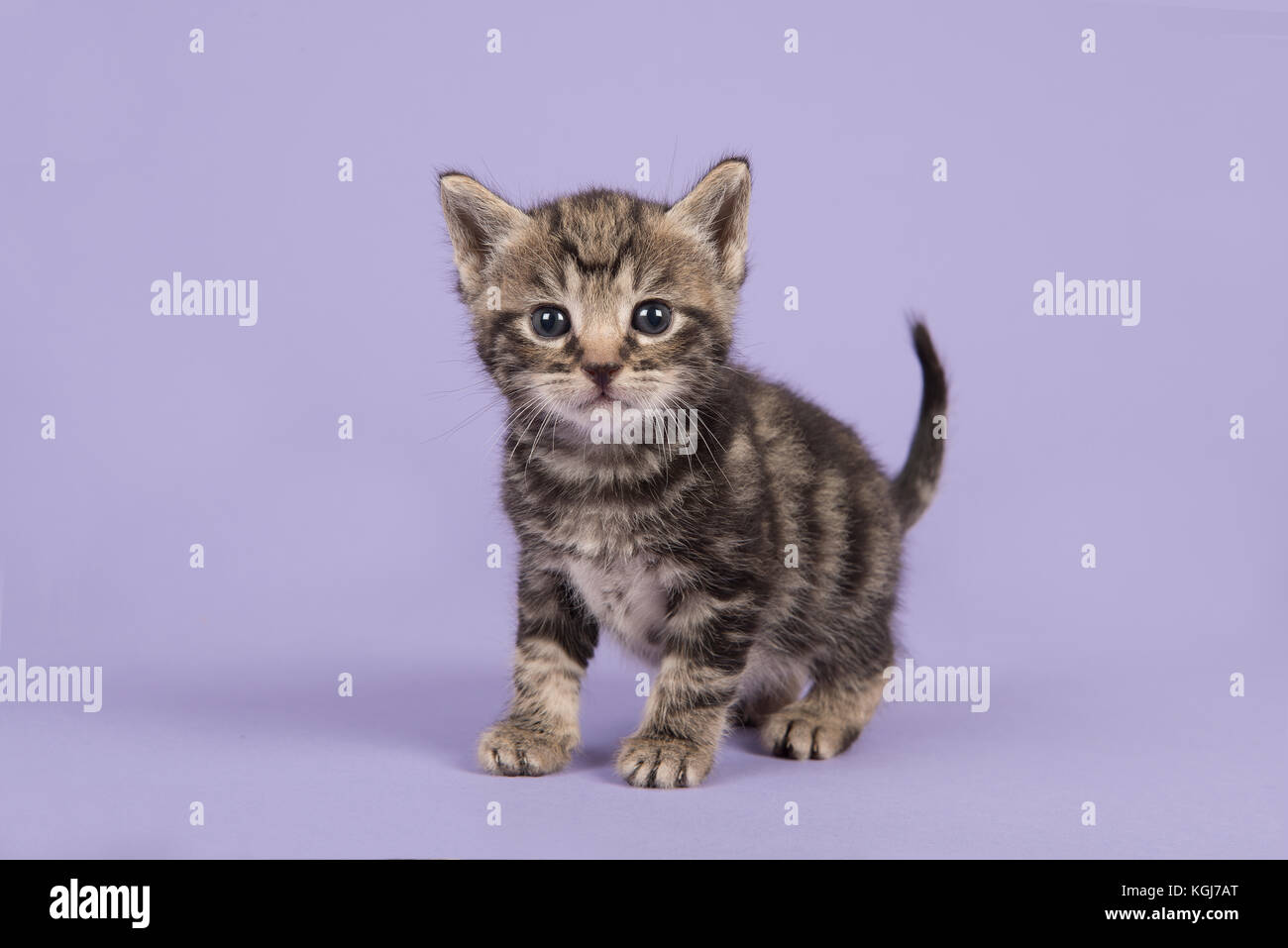 Cute tabby baby cat kitten walking towards the camera on a lavender ...