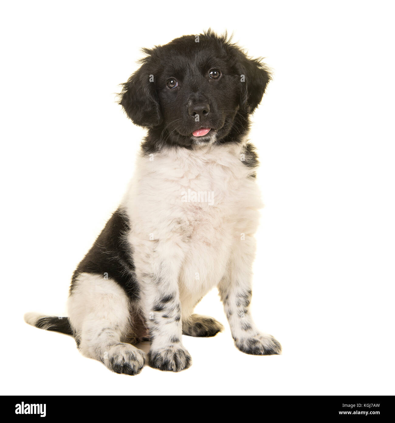 How Much Do Stabyhoun Puppies Cost