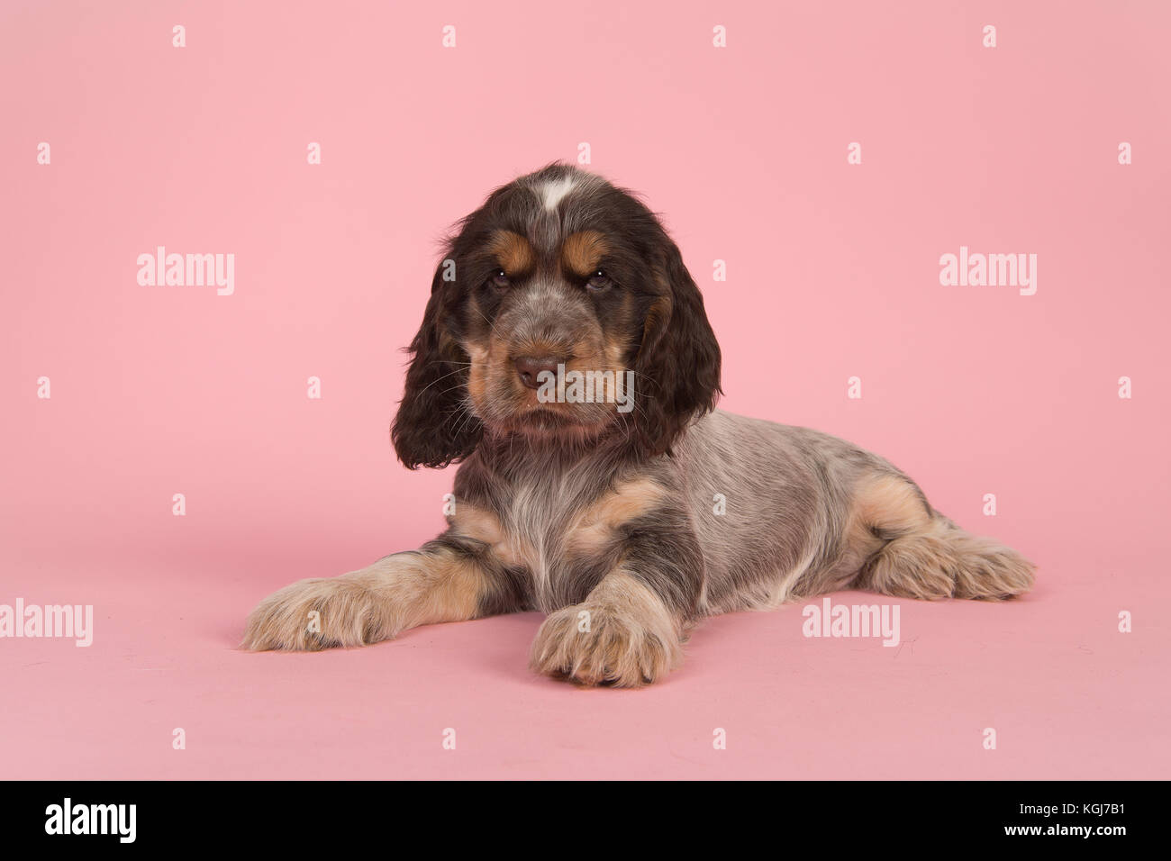 Cute multi colored roan brown english cocker spaniel puppy dog lying on ...