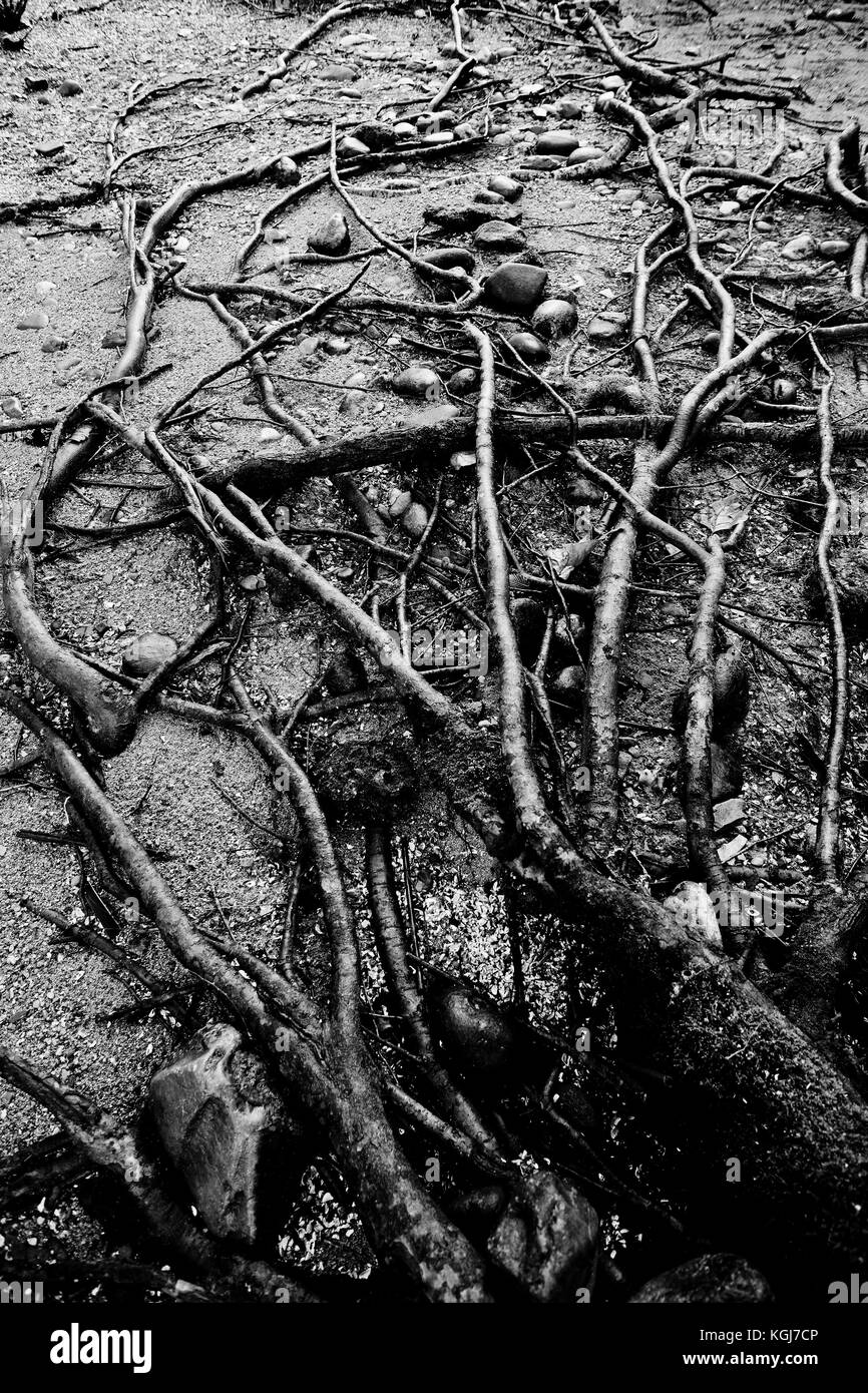 roots natural wallpaper - black and white photo Stock Photo - Alamy
