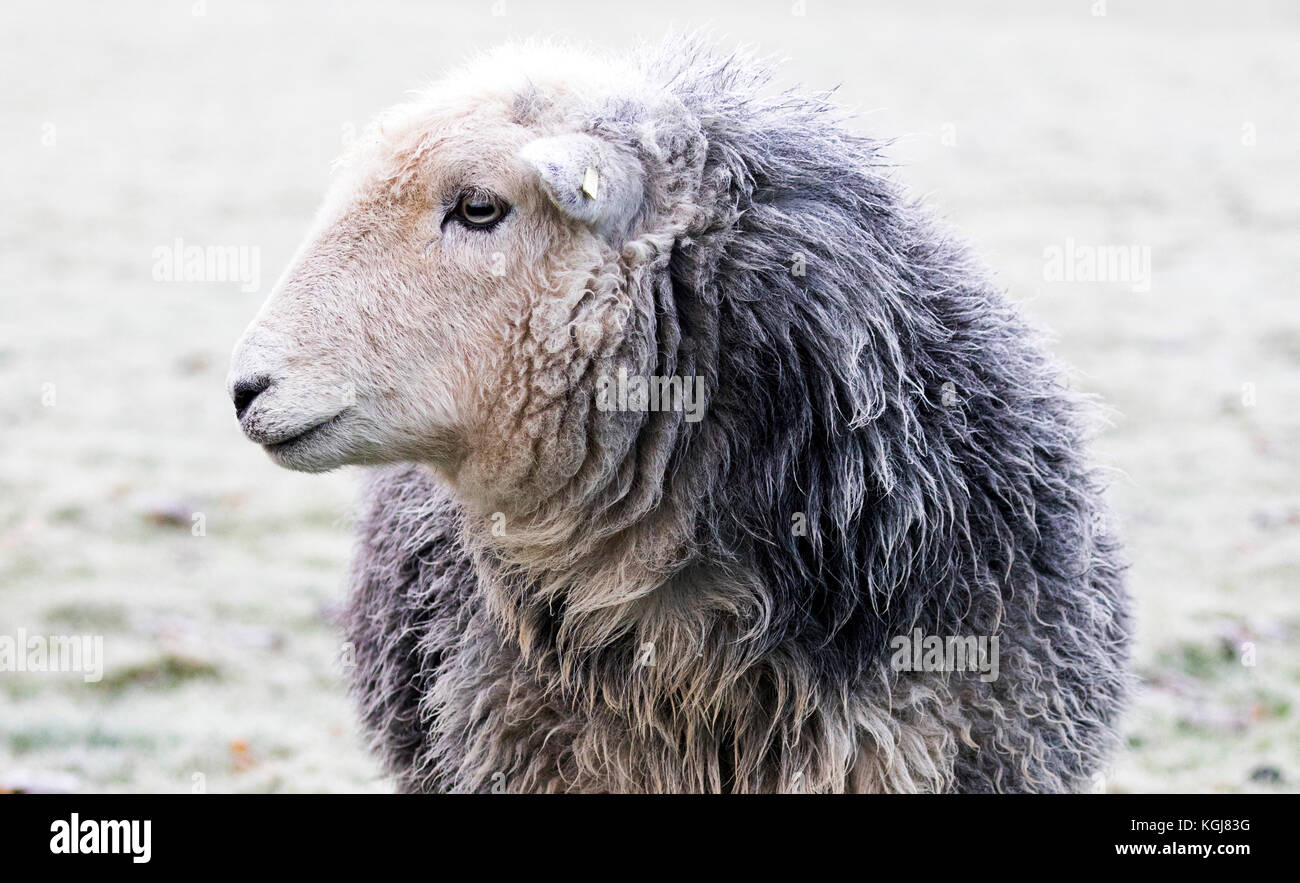 Herdwich hi-res stock photography and images - Alamy