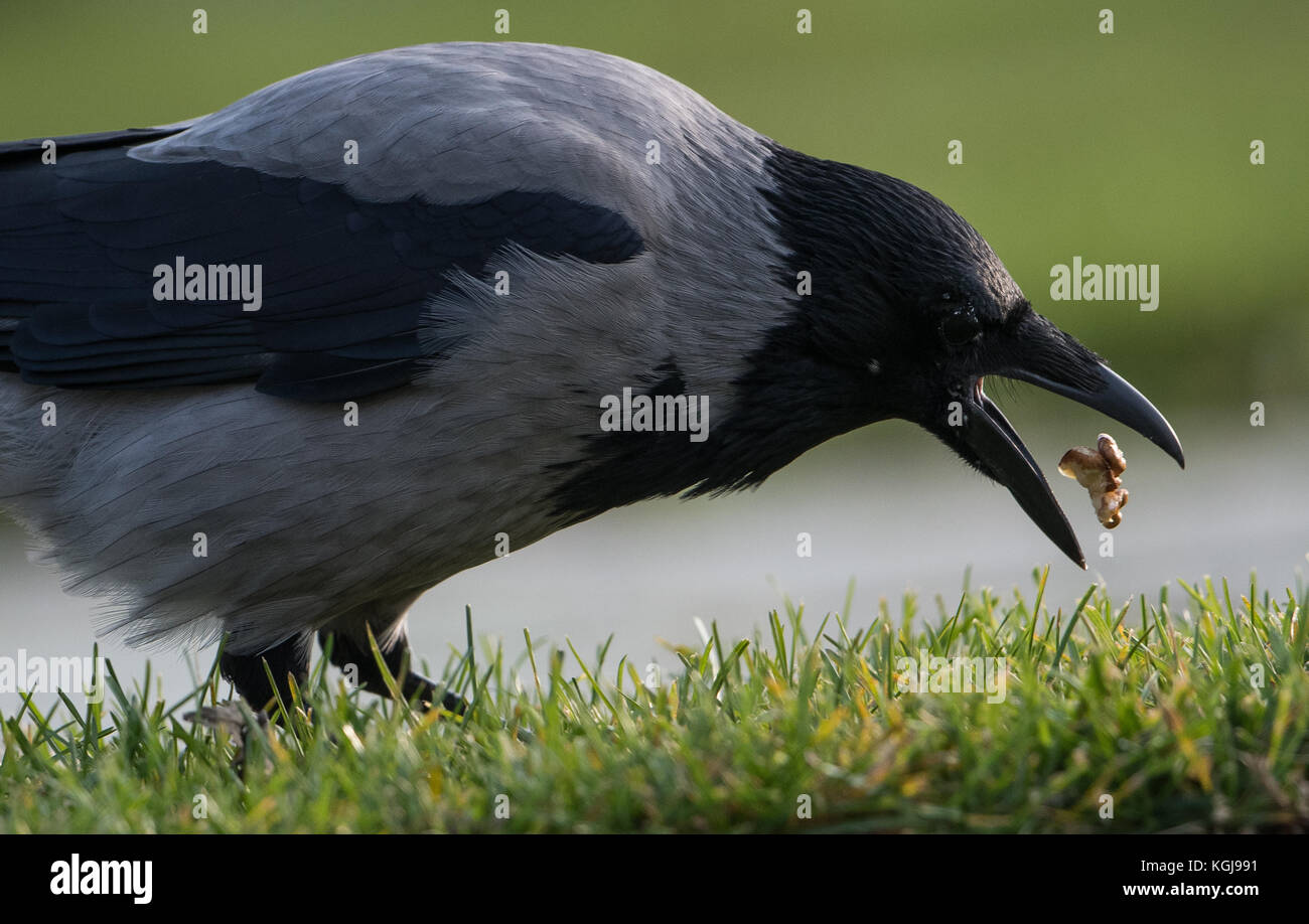 Berlin, Germany. 08th Nov, 2017. A hooded crow snapping up a walnut in ...