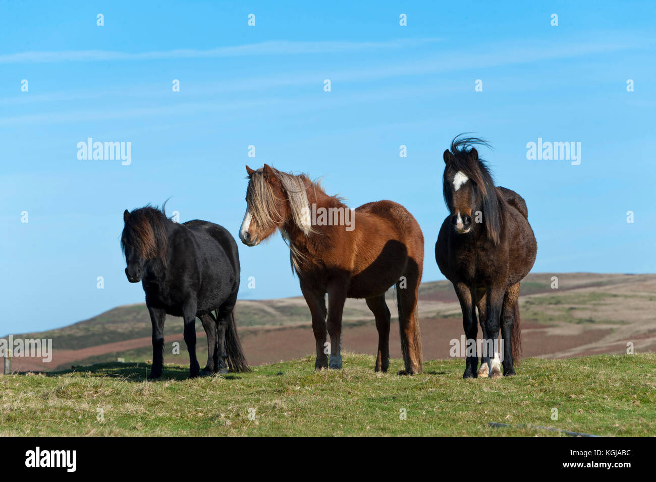 Builth Wells, Powys, Wales, UK. 8th November, 2017. UK Weather. Welsh ...
