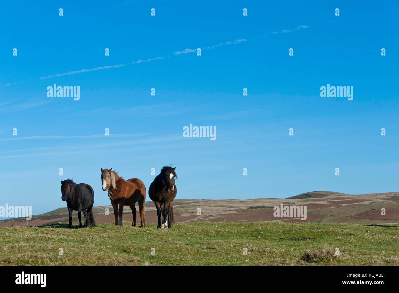 Builth Wells, Powys, Wales, UK. 8th November, 2017. UK Weather. Welsh ...
