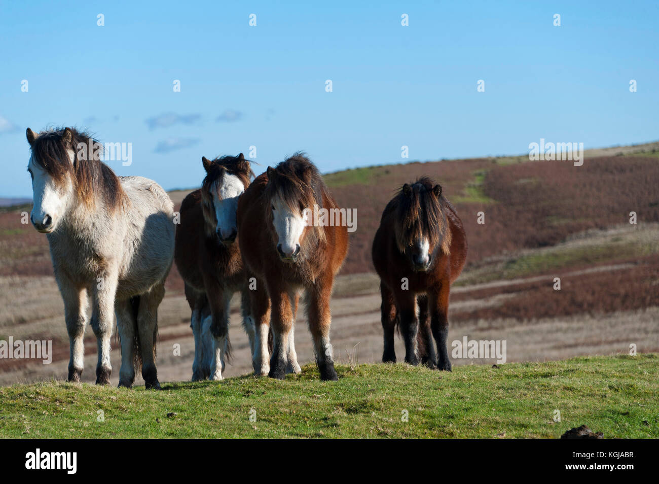 Builth Wells, Powys, Wales, UK. 8th November, 2017. UK Weather. Welsh ...