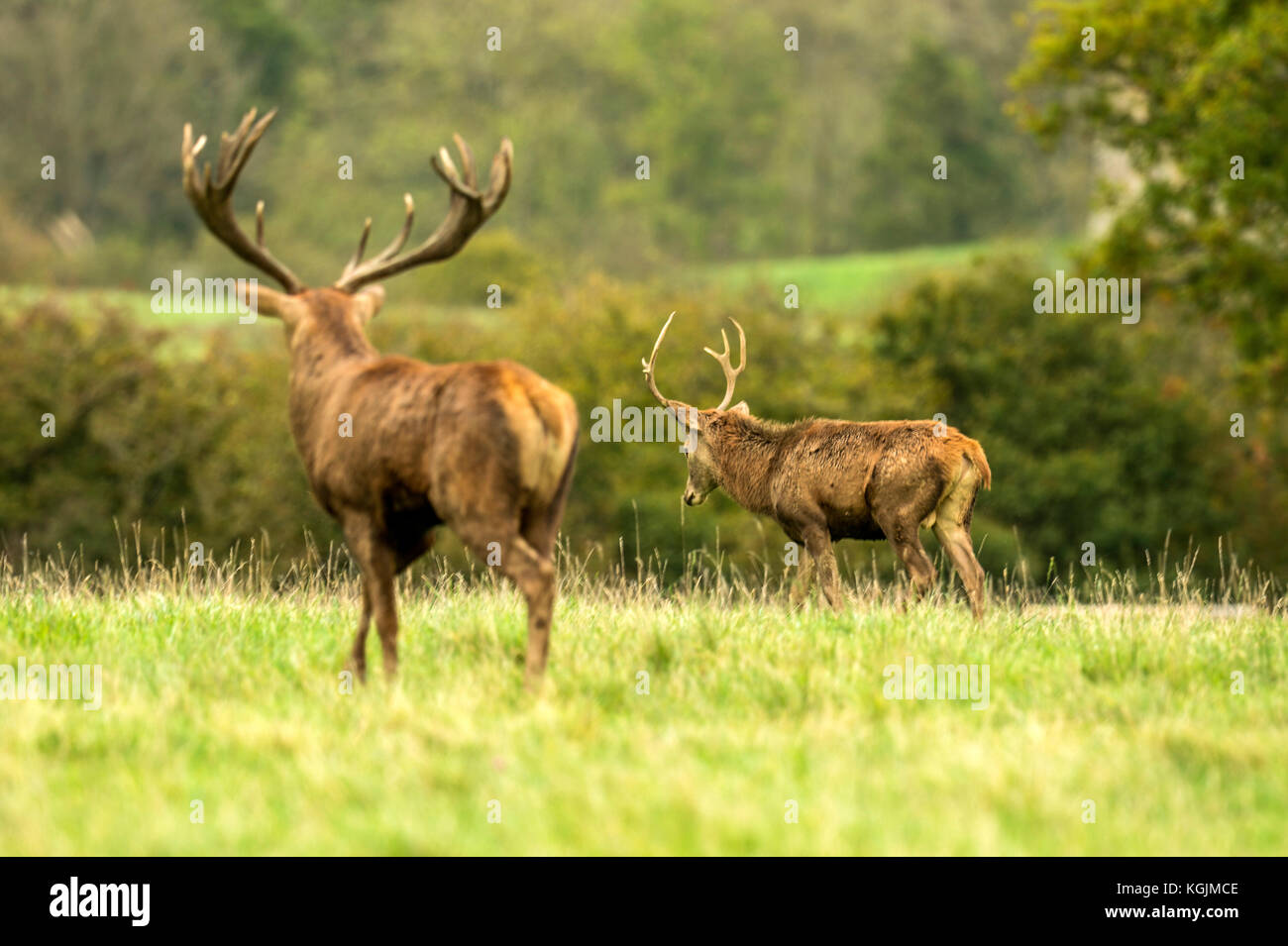 Autumn Red Deer Rut.Image sequence depicting scenes around male Stag's ...