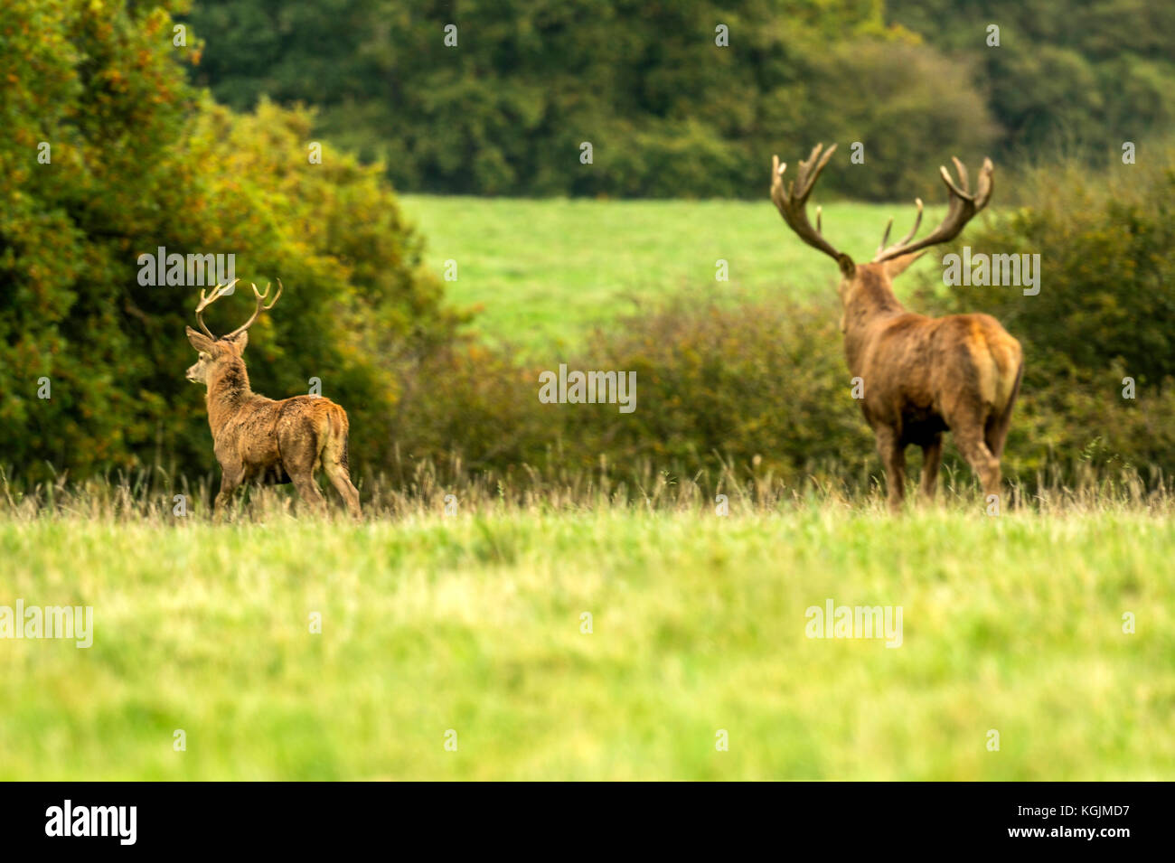 Autumn Red Deer Rut.Image sequence depicting scenes around male Stag's ...