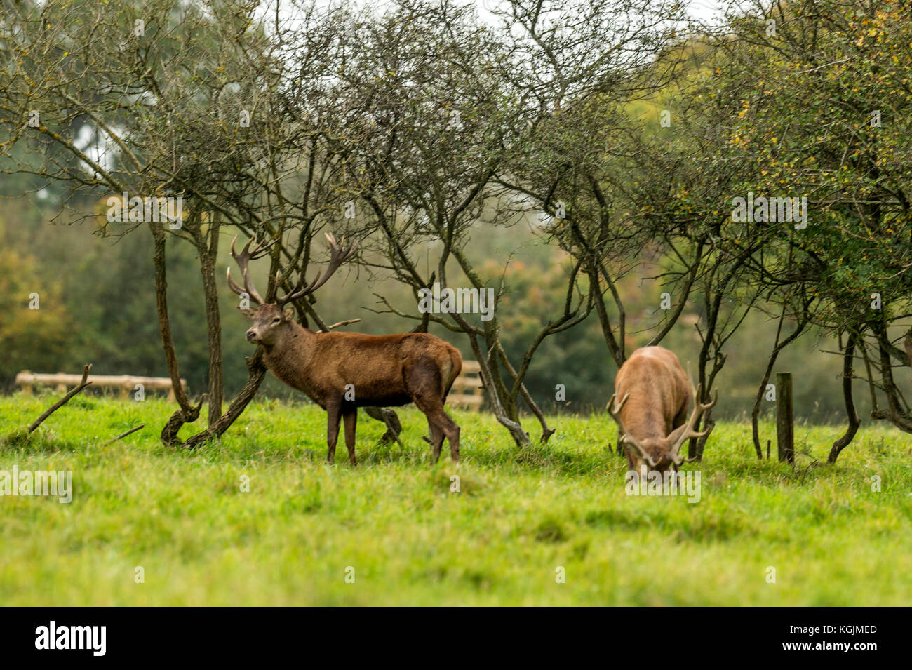 Autumn Red Deer Rut.Image sequence depicting scenes around male Stag's ...