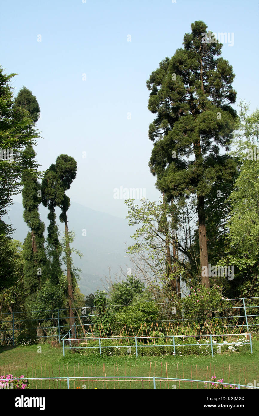 Green tall tree hi-res stock photography and images - Alamy