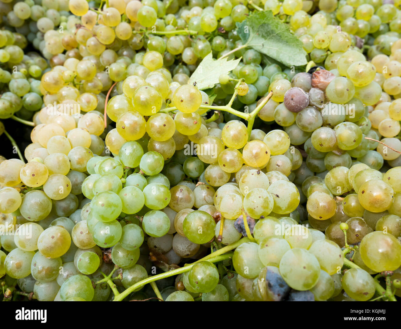 Fresh white grapes close up top view Stock Photo - Alamy