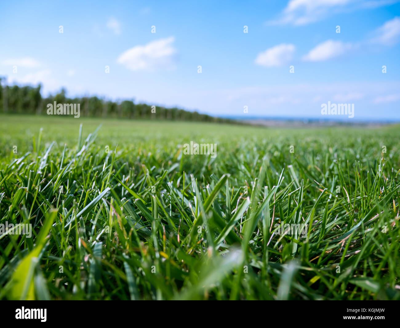 Green grass on sunny day at countryside, focus on foreground Stock ...