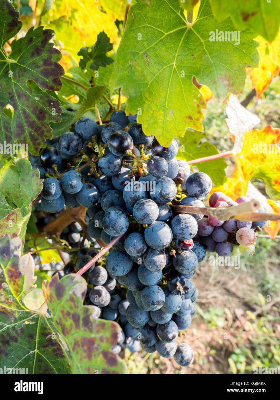 Ripe red grapes close up in vineyard Stock Photo - Alamy