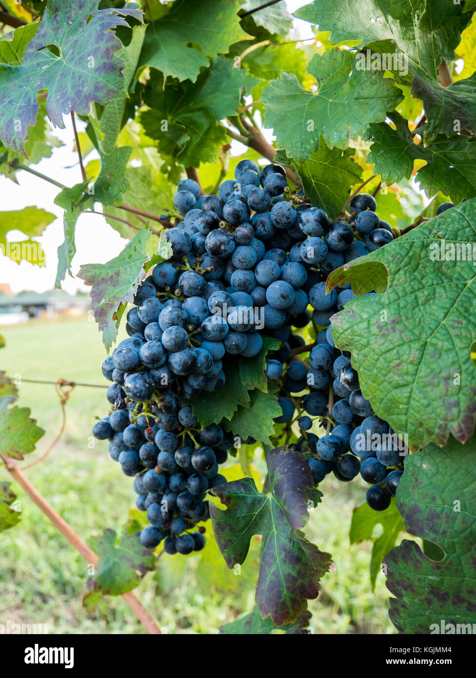 Ripe red grapes in vineyard Stock Photo - Alamy