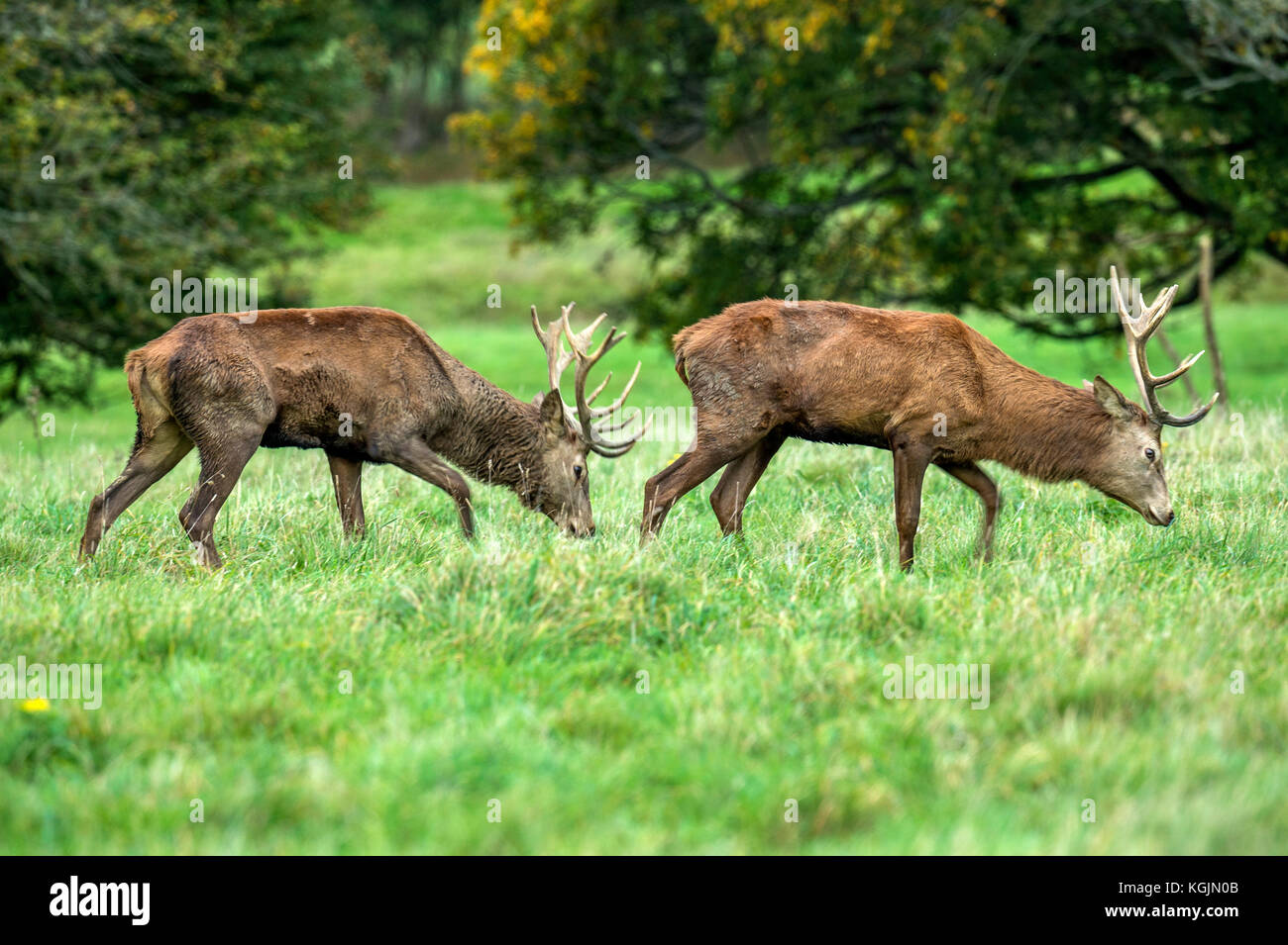 Autumn Red Deer Rut.Image sequence depicting scenes around male Stag's ...