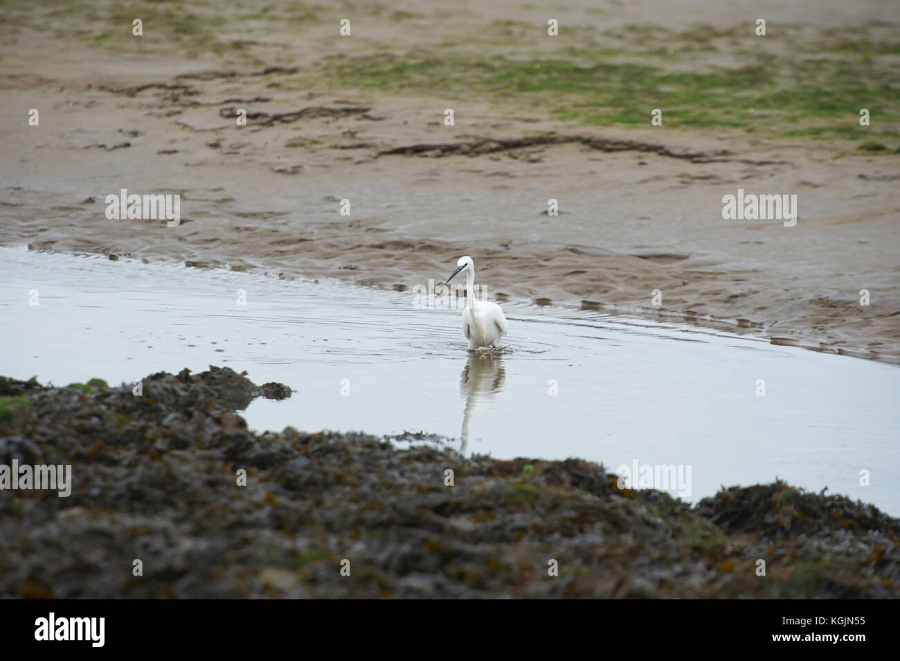 A Little Egret Egretta garzetta fishing for shrimp and small ...