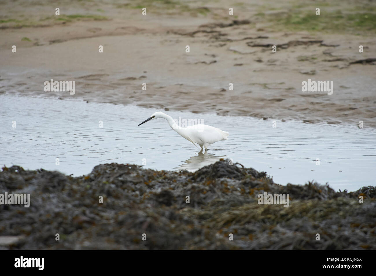 Wet flat mud flats hi-res stock photography and images - Alamy