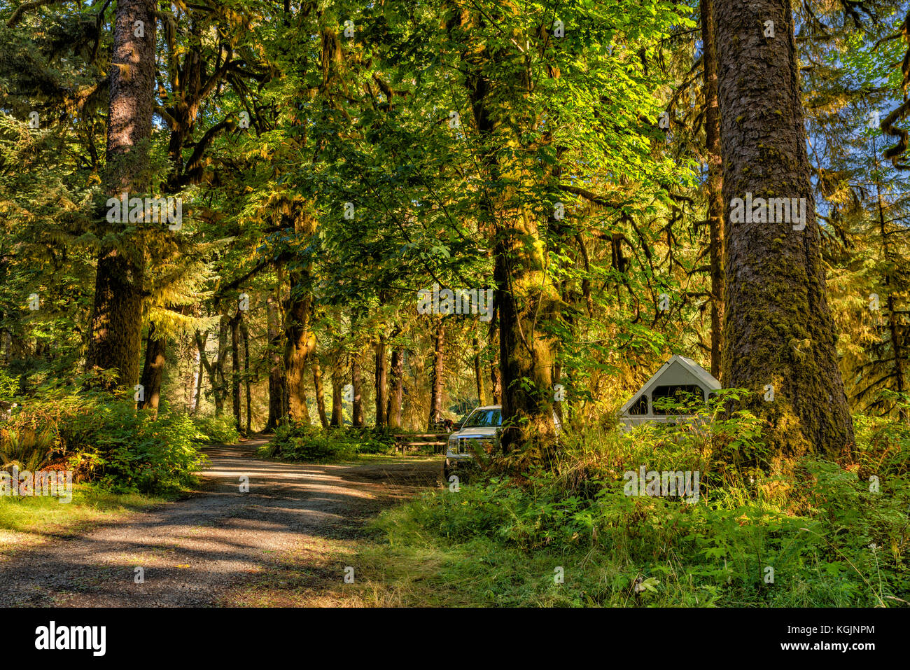 Temperate rain forest, Queets Campground, Queets Valley, Olympic ...
