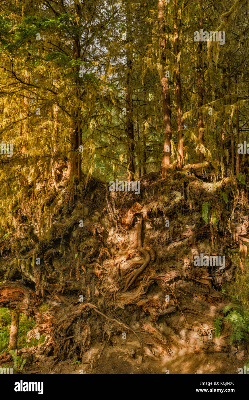 Trees growing over fallen log, roots exposed, Spruce Nature Trail, Hoh ...