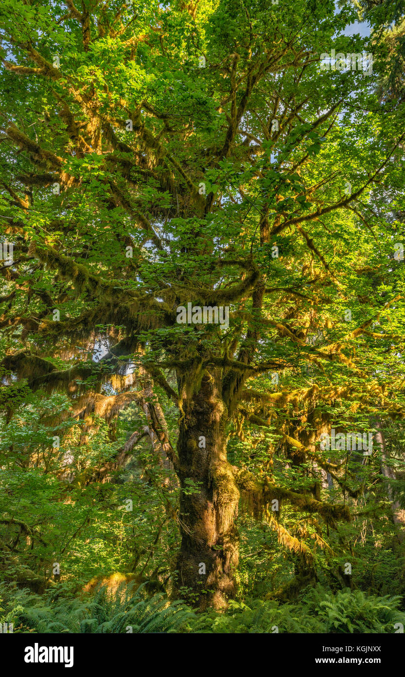 Bigleaf maple, Spruce Nature Trail, Hoh Rain Forest, Olympic National ...
