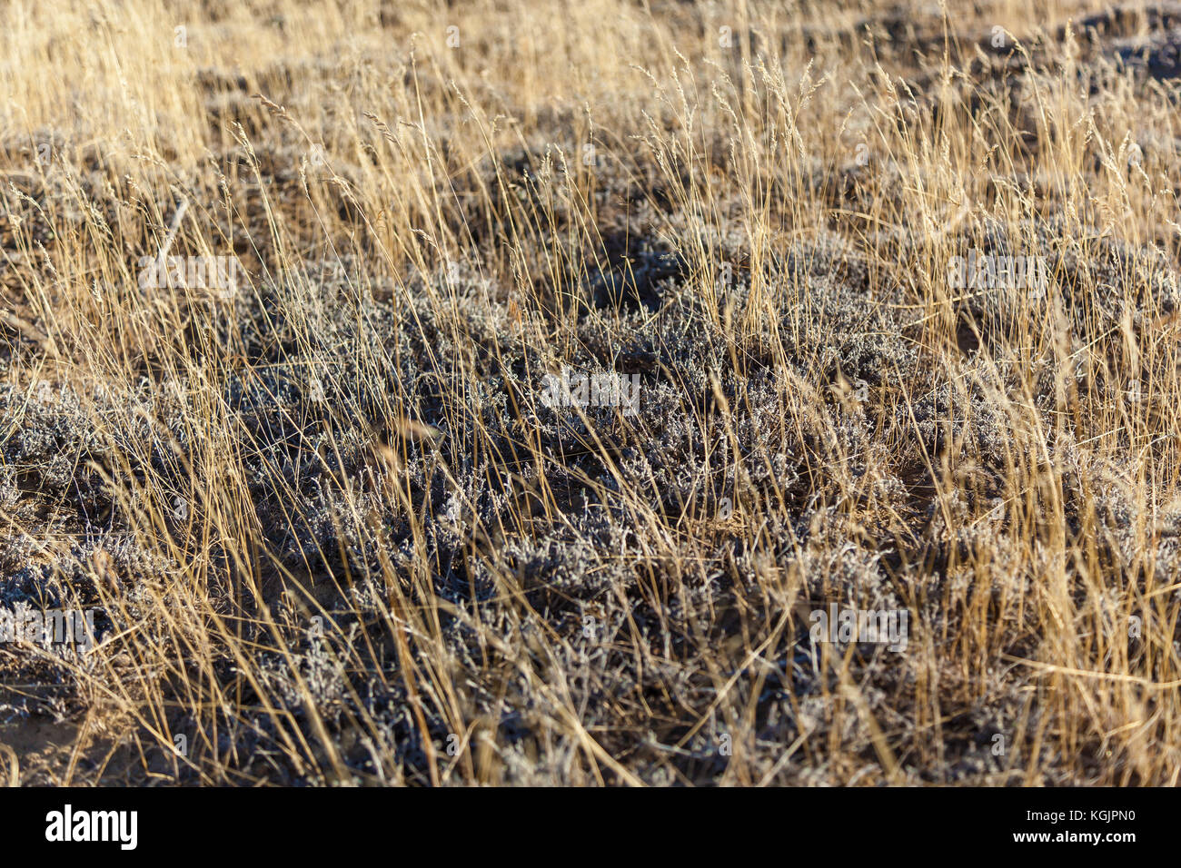 dried grass in the Kazakh steppes, dry grass as background Stock Photo ...