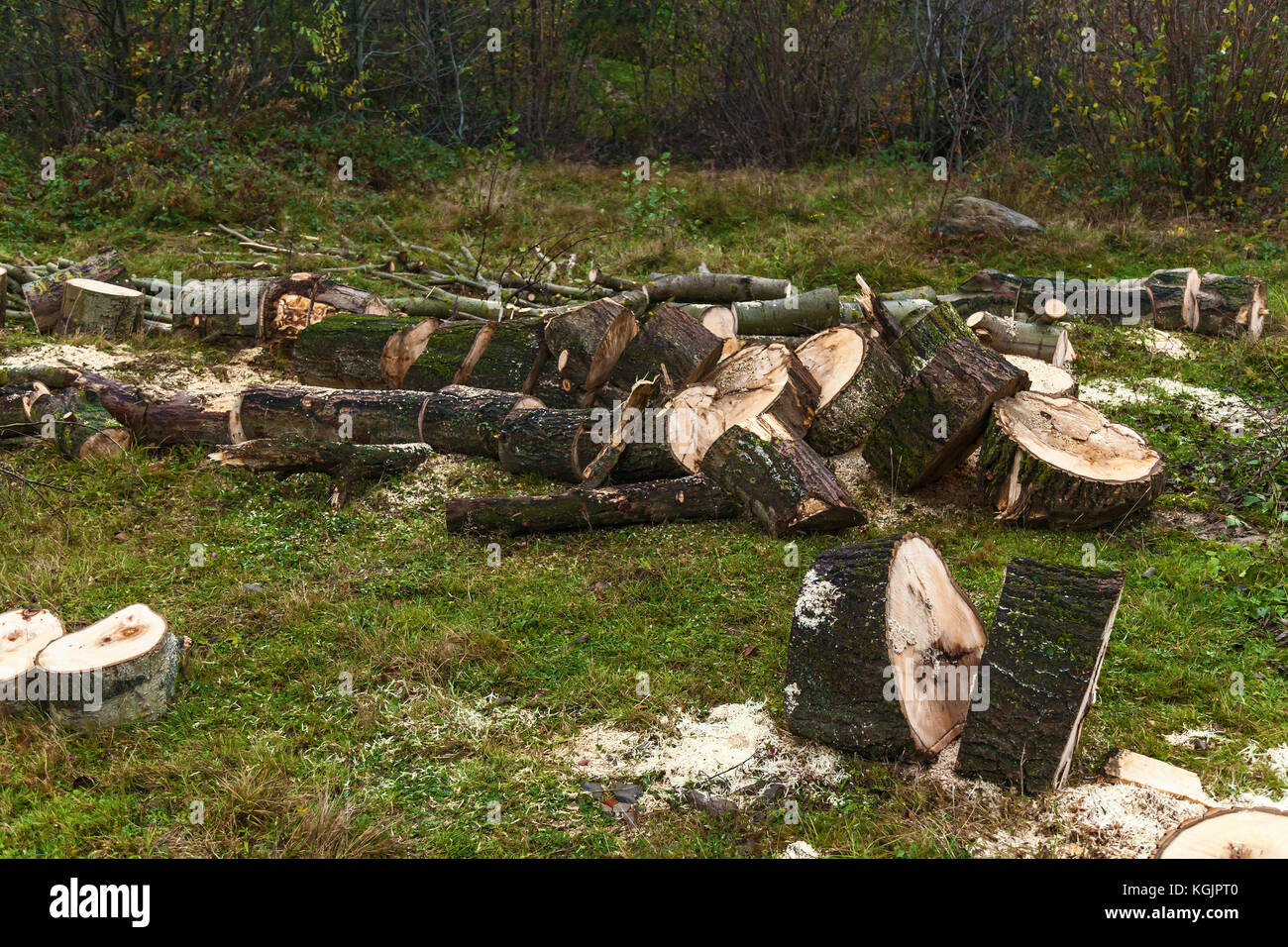 sawed parts of a tree, Tree logs on the grass. sawed trunk, beech tree ...