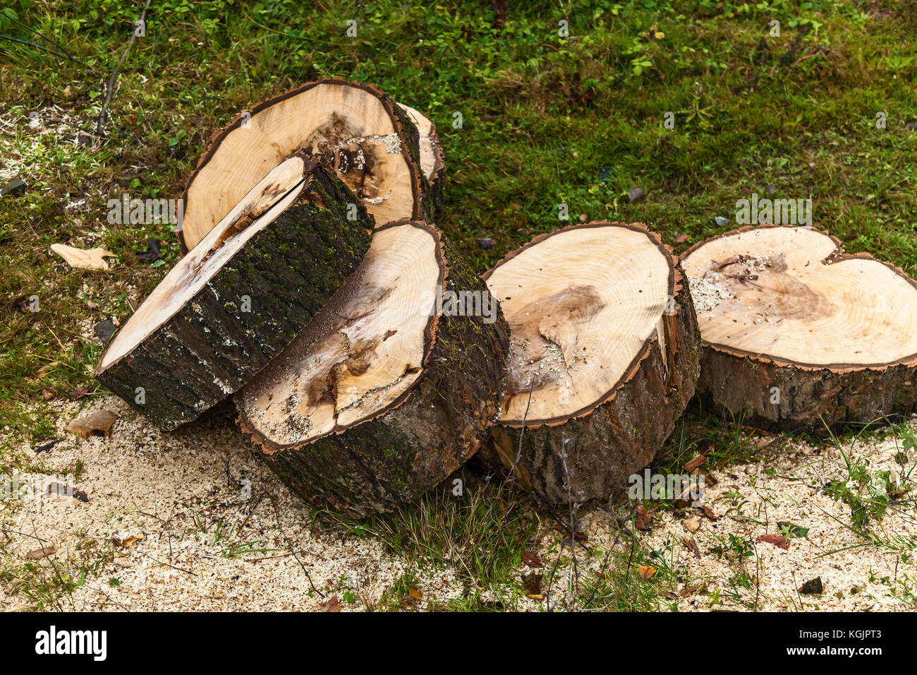 sawed parts of a tree, Tree logs on the grass. sawed trunk, beech tree ...