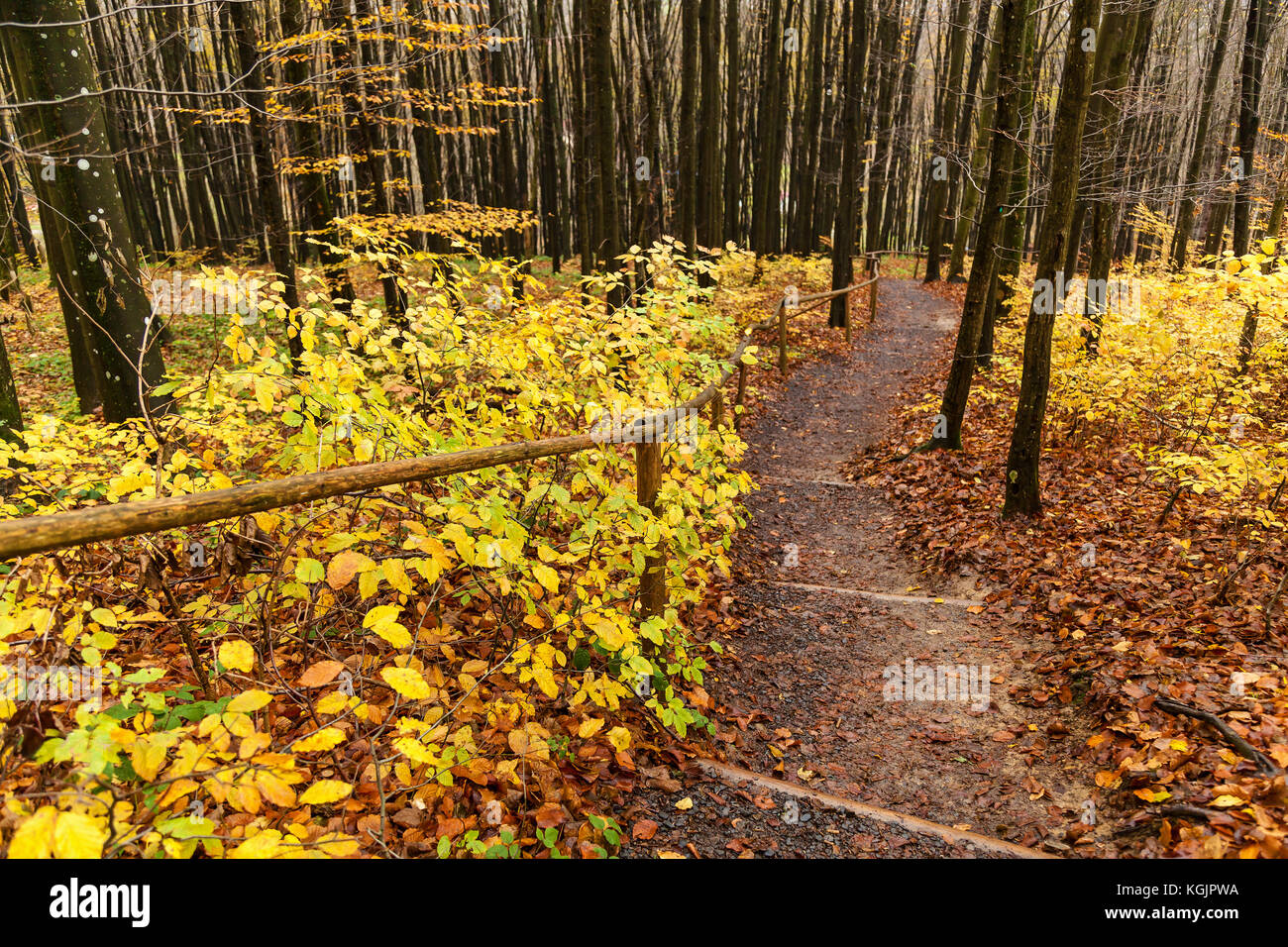 path in the autumn forest, wooden steps in the autumn forest, Pathway ...