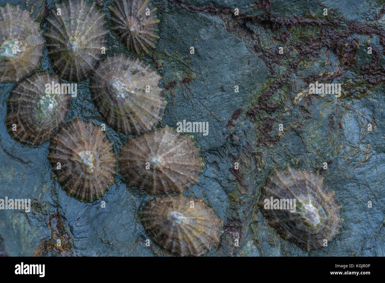 Cluster of Common Limpets (Patella vulgata) on a rocky outcrop at low tide. Limpets are an ...