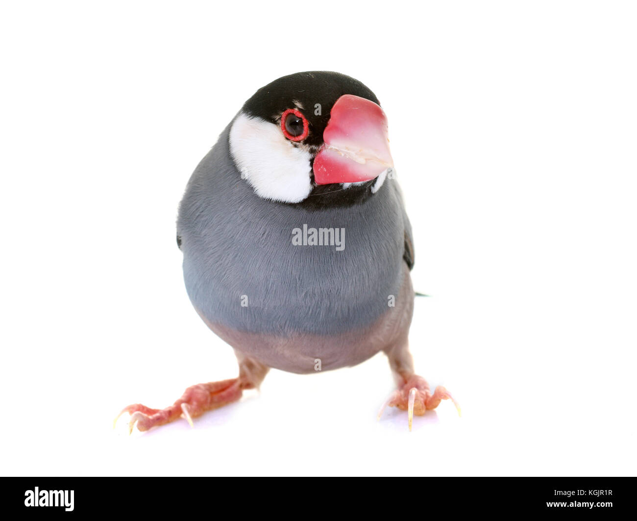 Java sparrow in front of white background Stock Photo - Alamy