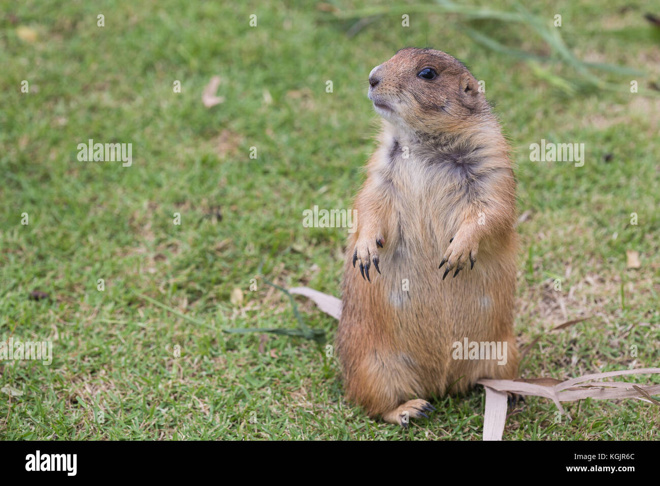 The Prairie dog on the grass field Stock Photo - Alamy
