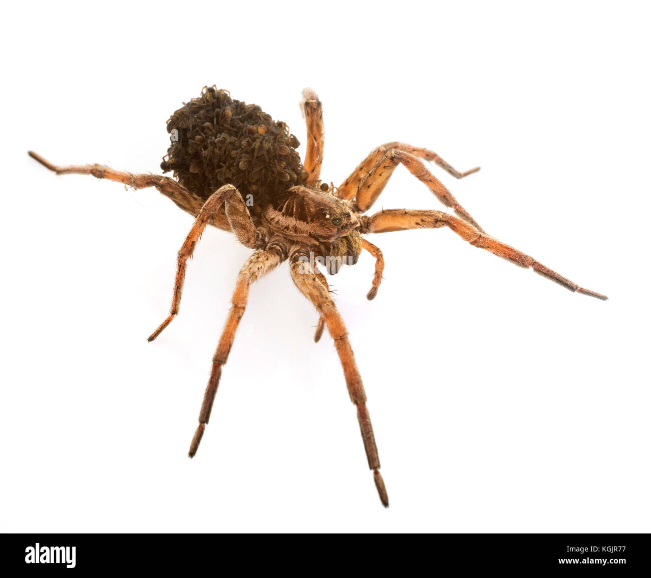 Spider europe web Cut Out Stock Images & Pictures - Alamy