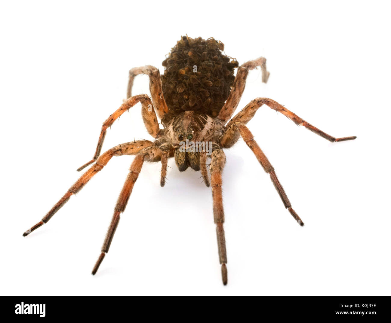 Wolf spider in front of white background Stock Photo - Alamy