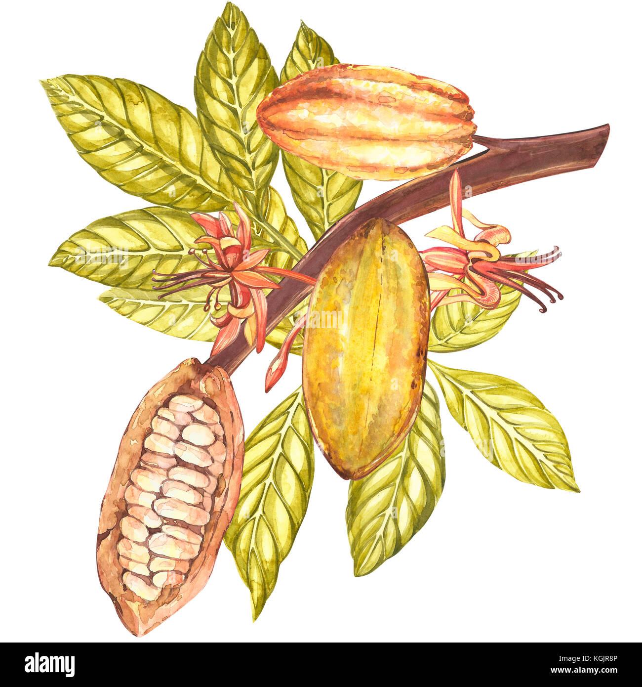 Set of botanical illustration. Watercolor cocoa fruit collection ...