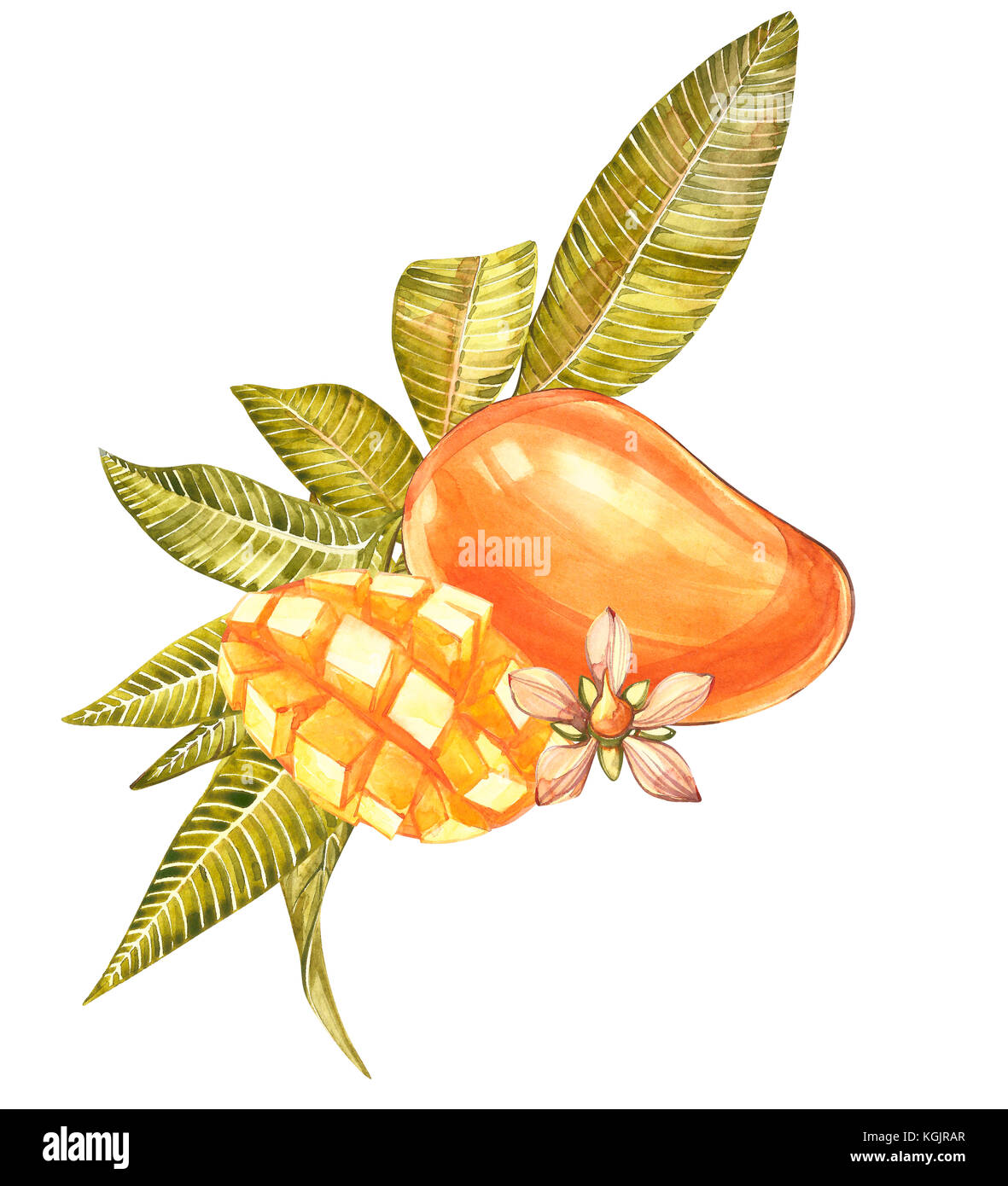 Set of Watercolor botanical illustration. Mango Fruit and flowers ...