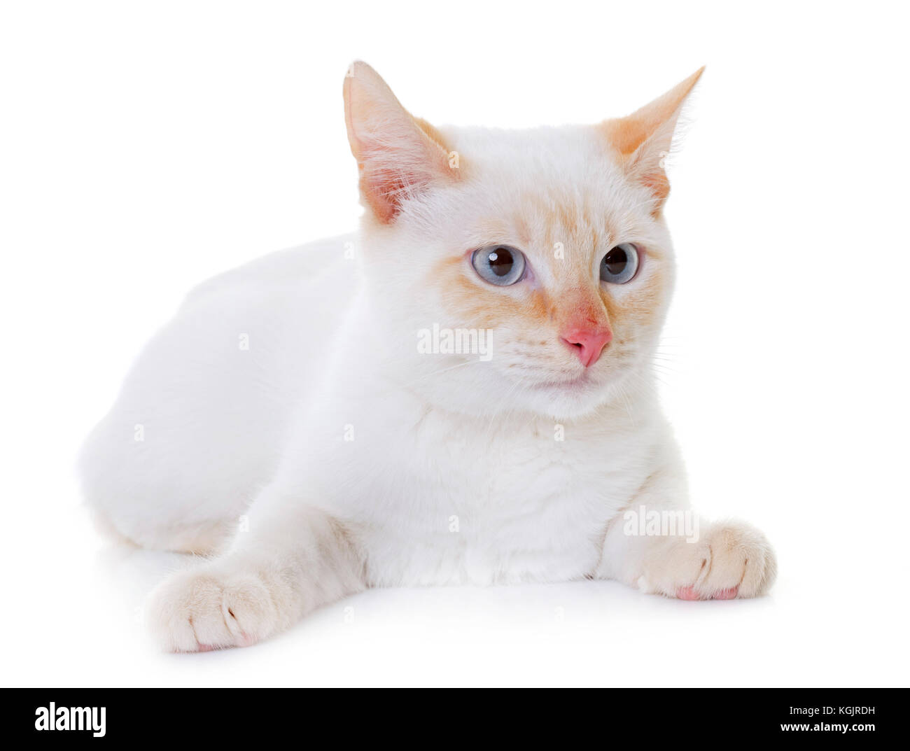 white siamese kitten in front of white background Stock Photo - Alamy