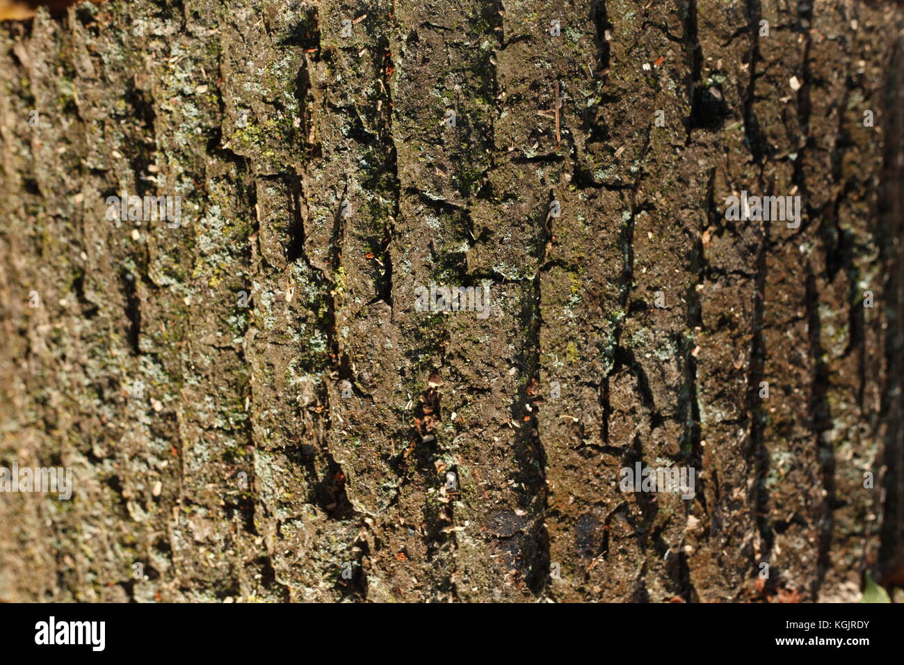 wooden bark tree texture on a tree trunk Stock Photo - Alamy