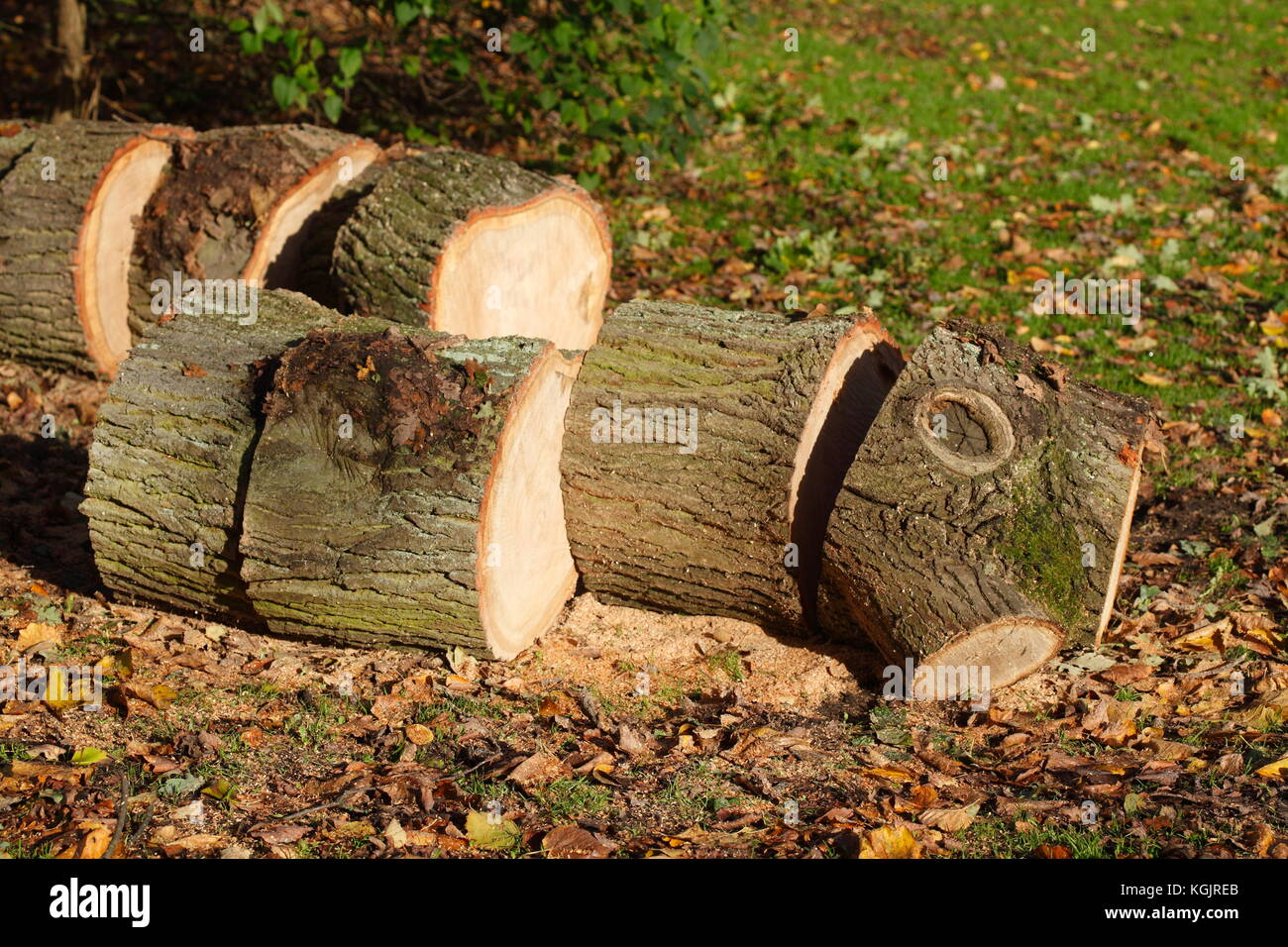 wooden pieces of a sawed off tree Stock Photo - Alamy