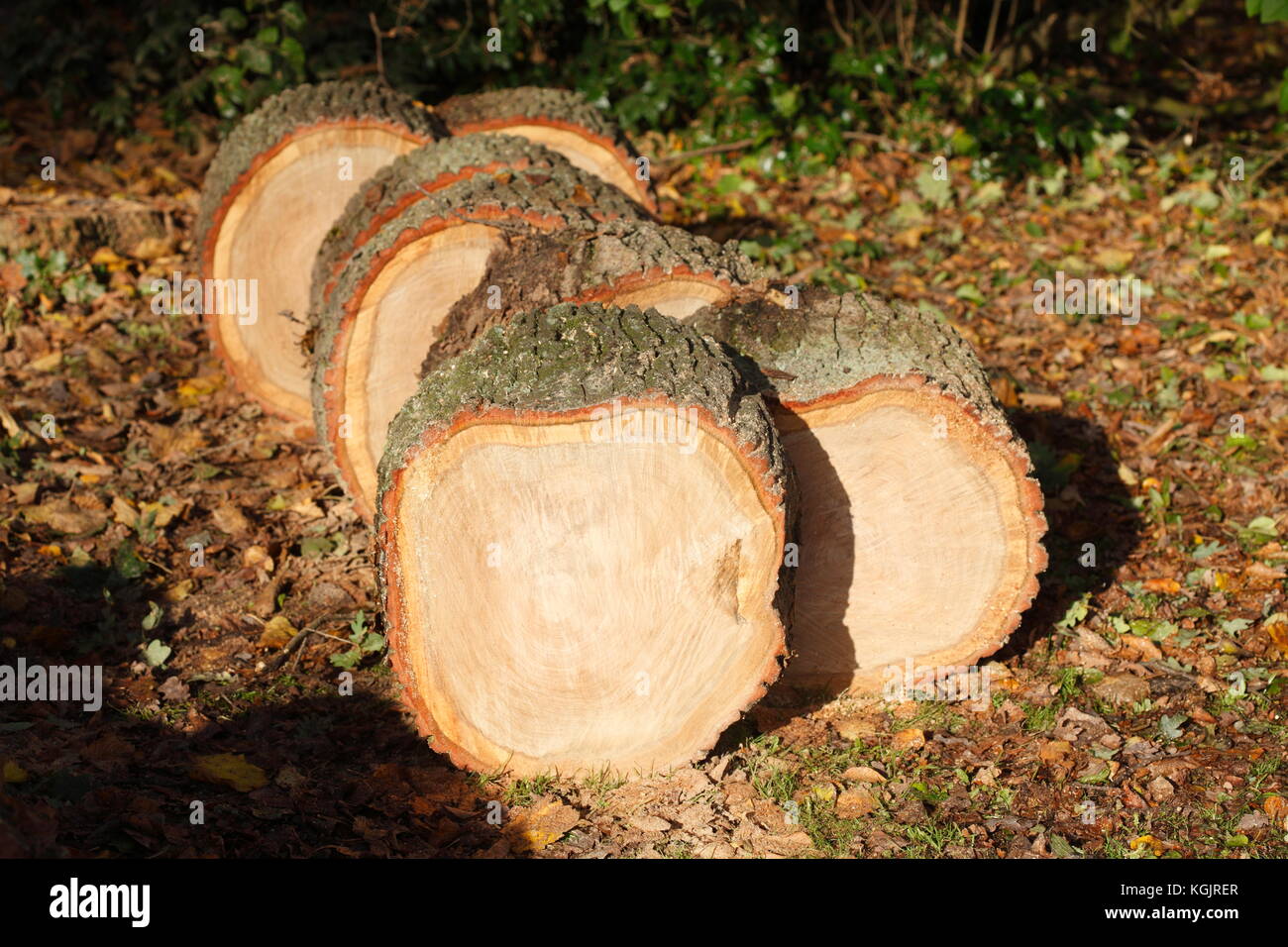 wooden pieces of a sawed off tree Stock Photo - Alamy