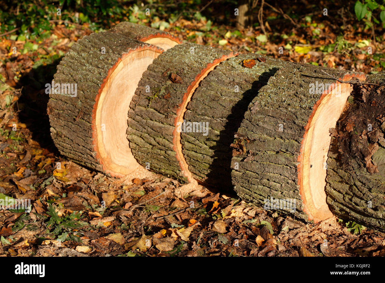 wooden pieces of a sawed off tree Stock Photo - Alamy