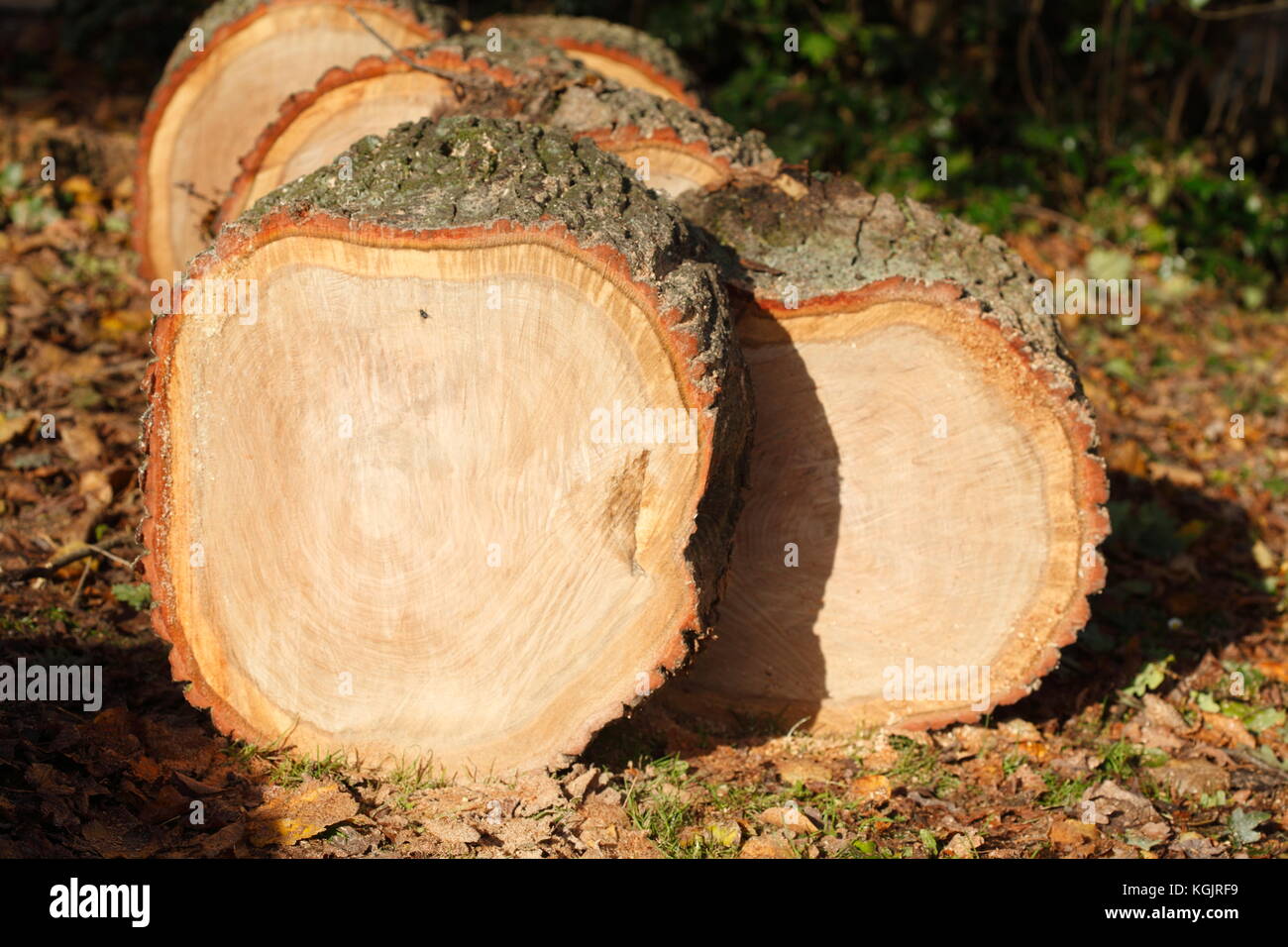 wooden pieces of a sawed off tree Stock Photo - Alamy