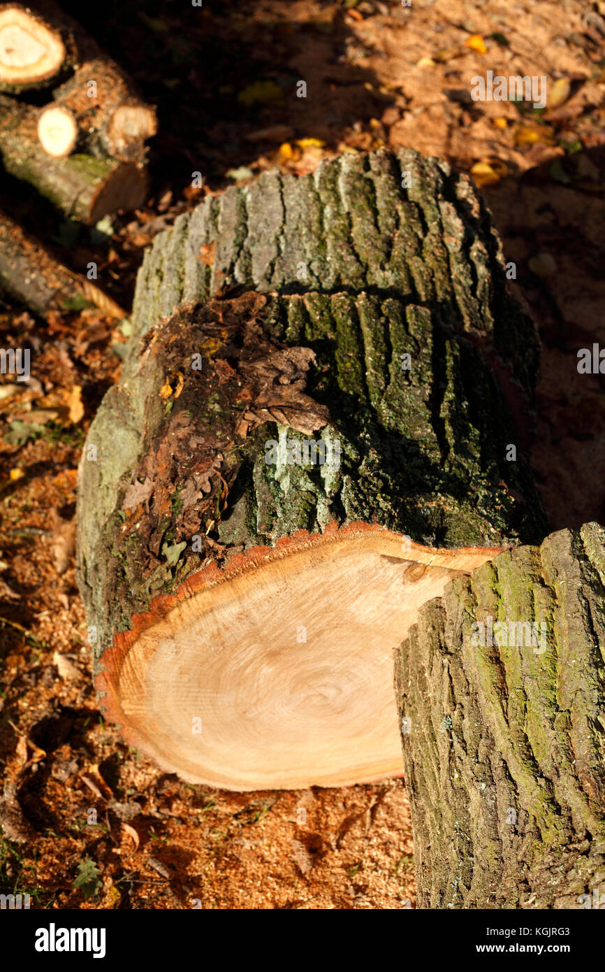 wooden pieces of a sawed off tree Stock Photo - Alamy