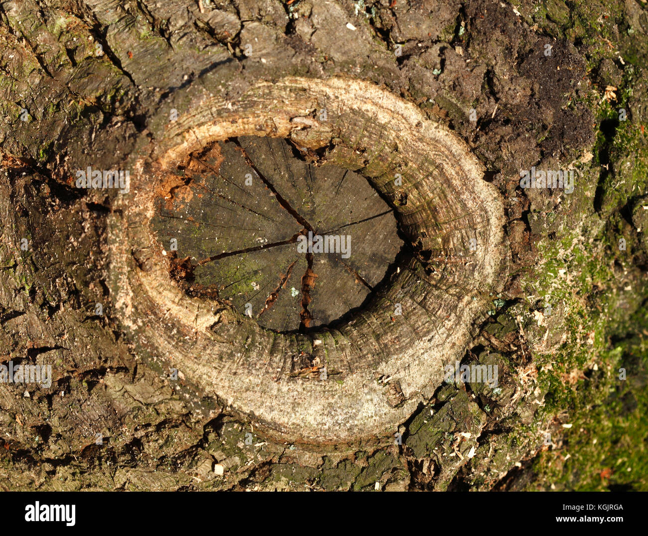 knothole, wooden bark tree texture on a tree trunk Stock Photo - Alamy