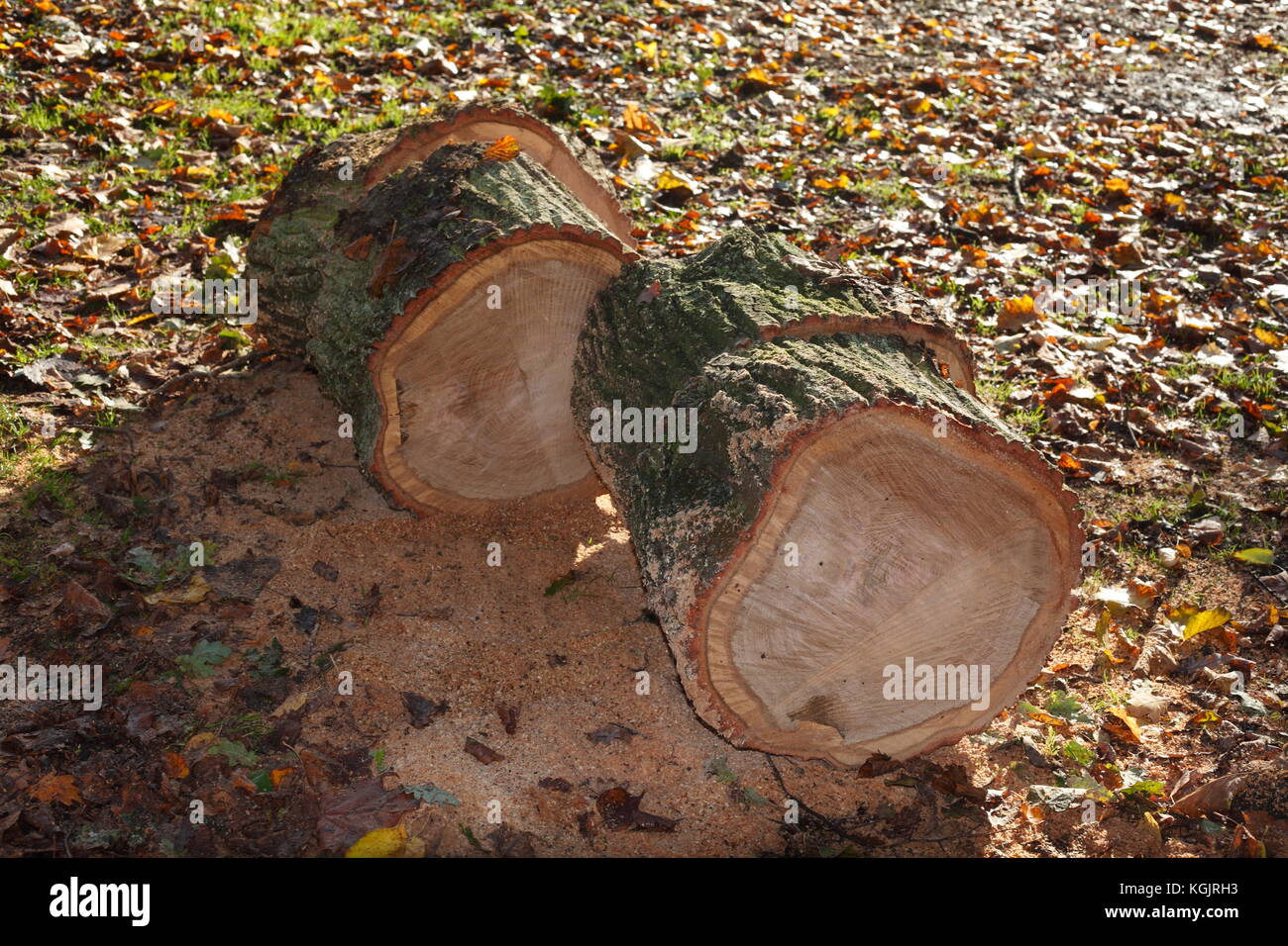 wooden pieces of a sawed off tree Stock Photo - Alamy